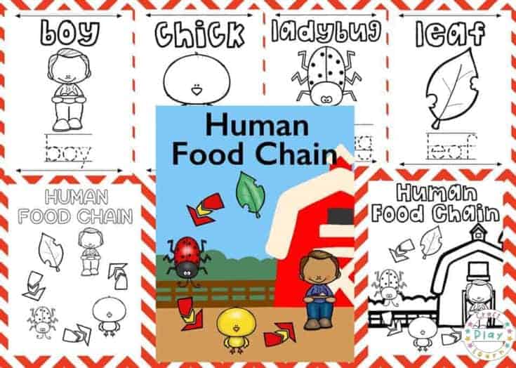 Preschool Coloring Pages Human Food Chain - Craft Play Learn