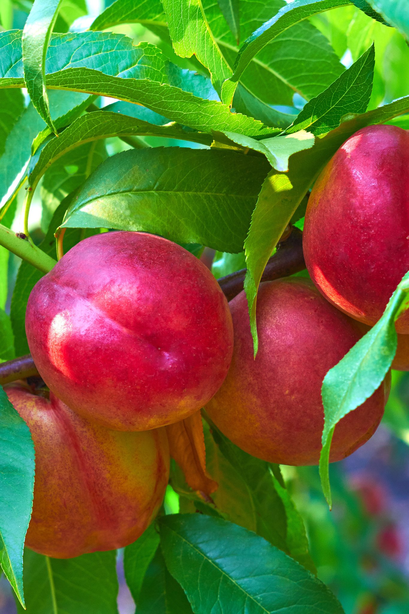 The Best Places in the US To Grow a Nectarine Tree